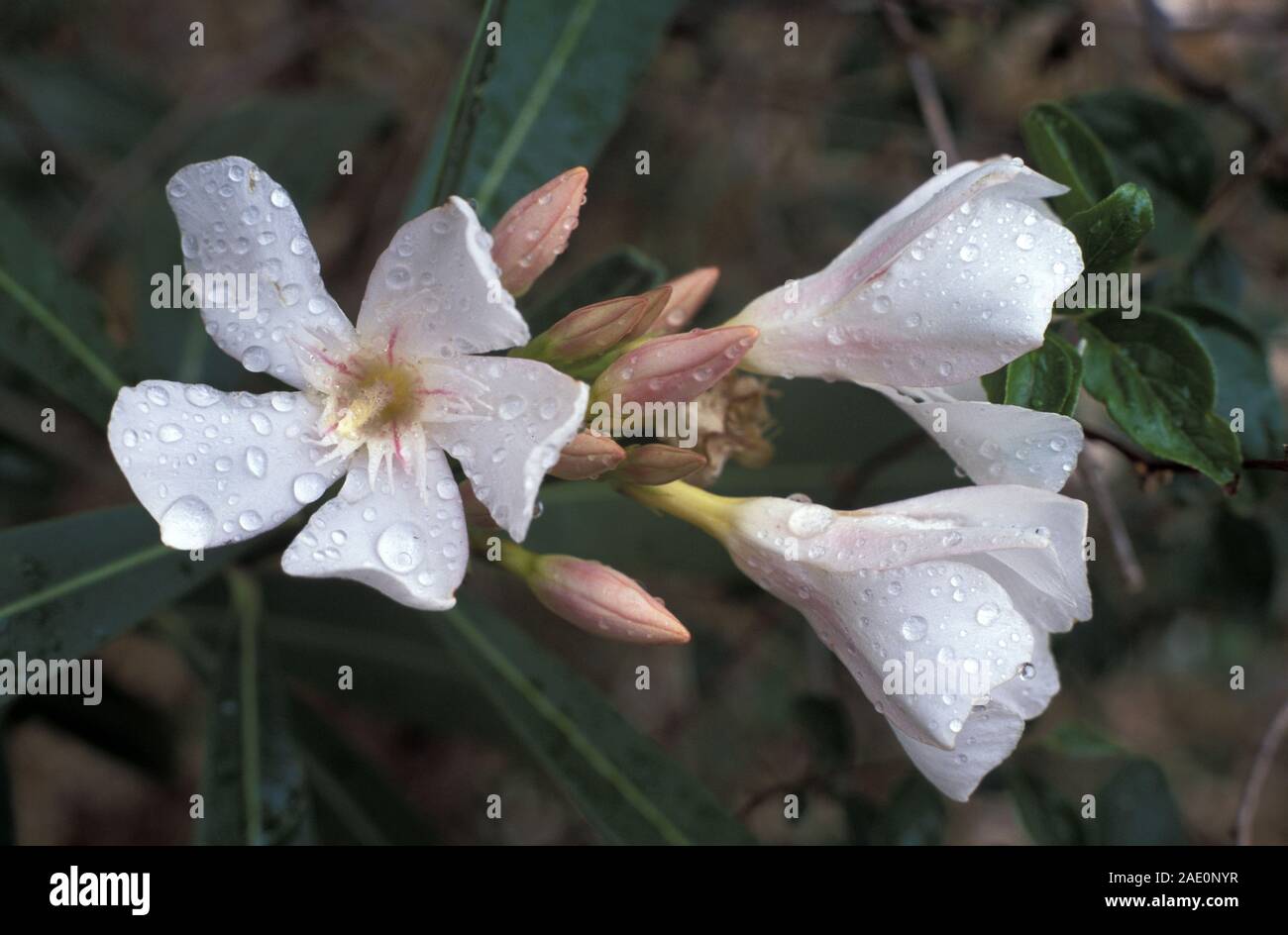 Close up pink nerium oleander flowers hi-res stock photography and ...
