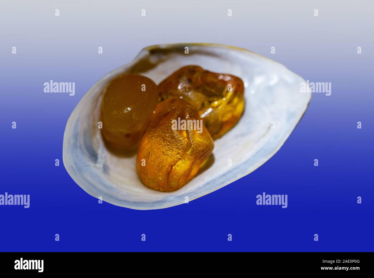Pieces of bright wet yellow amber on a shell, isolated on blue-white ...