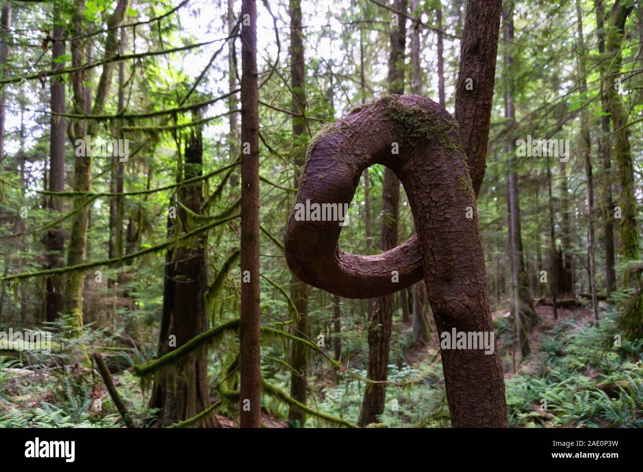 Bizarre Tree looped around in the green forest. Taken in Deep Cove ...