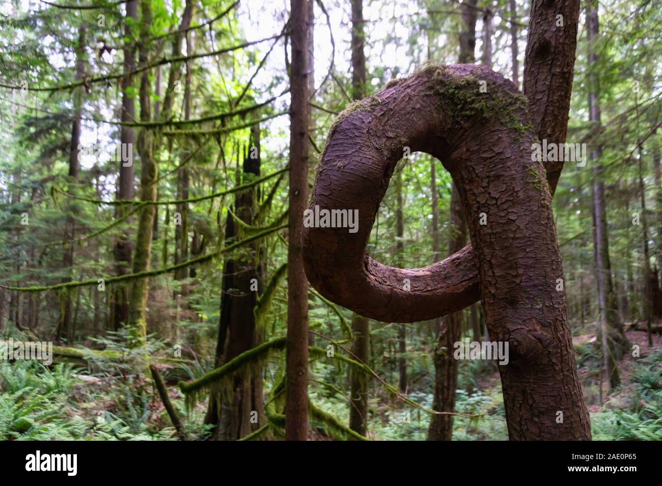 Bizarre Tree looped around in the green forest. Taken in Deep Cove ...