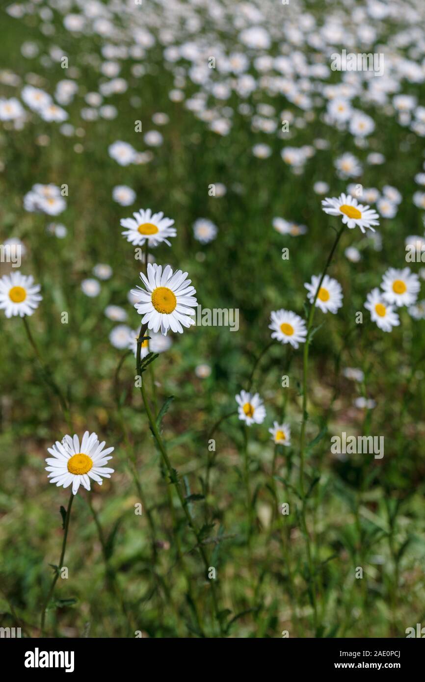 White daisy in the yard, summer day Stock Photo - Alamy
