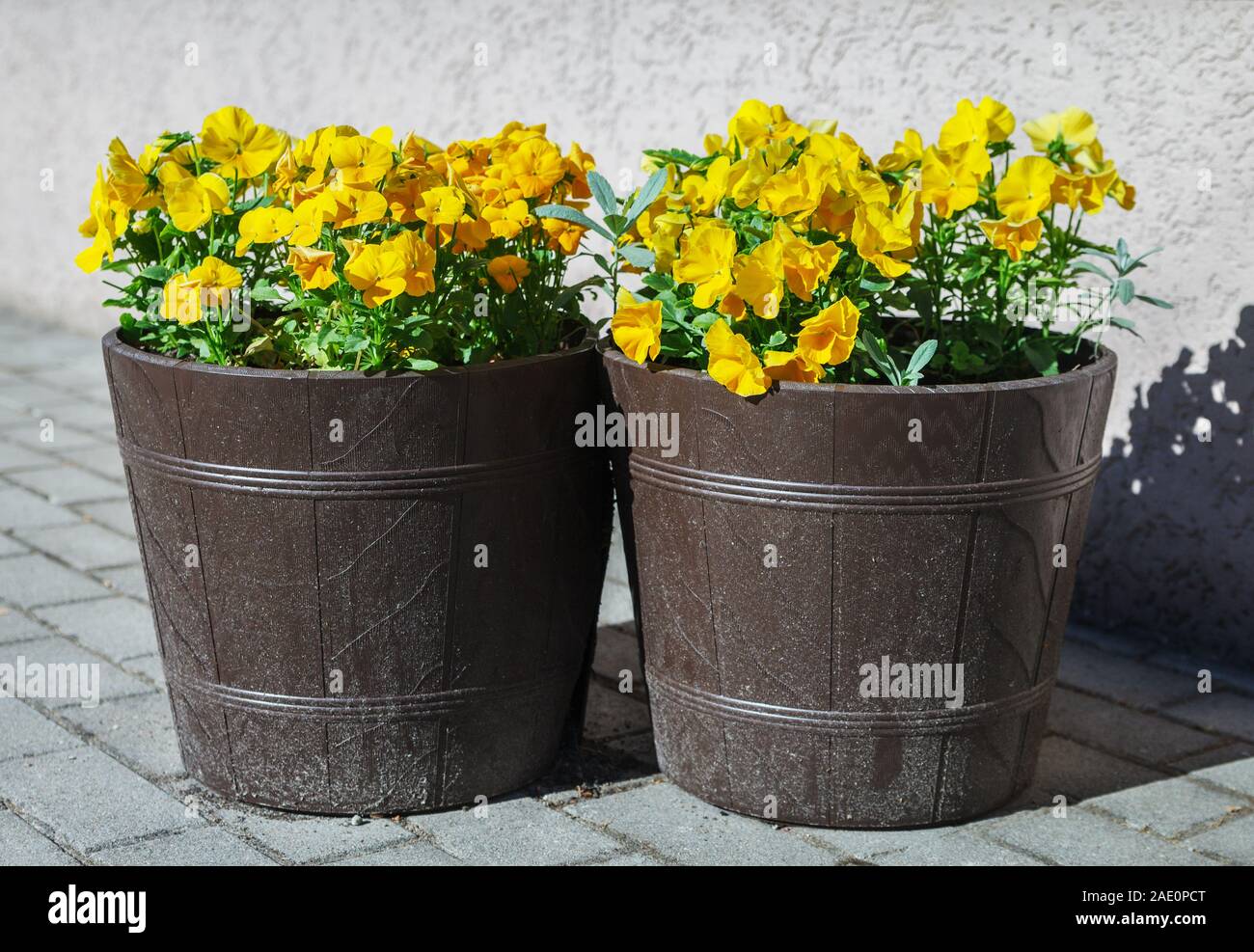 Plants and flowers in pots outside Stock Photo - Alamy