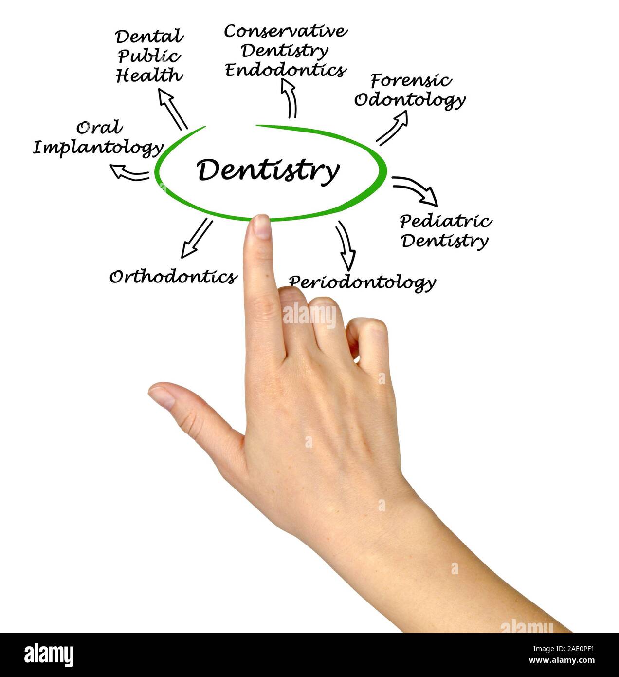 Diagram of Dentistry Stock Photo - Alamy