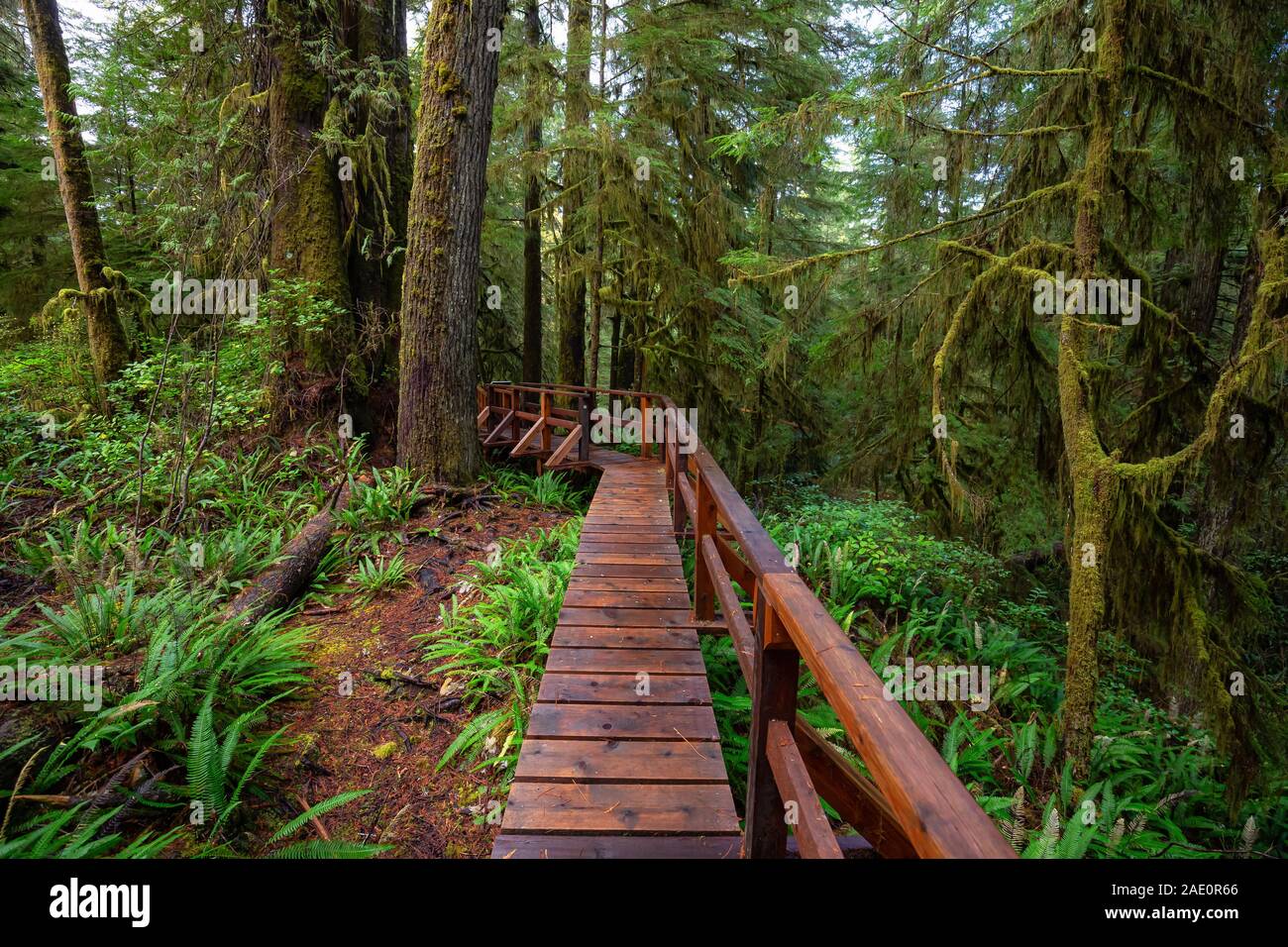 Wooden path in a wild forest during a wet and rainy day. Taken in ...