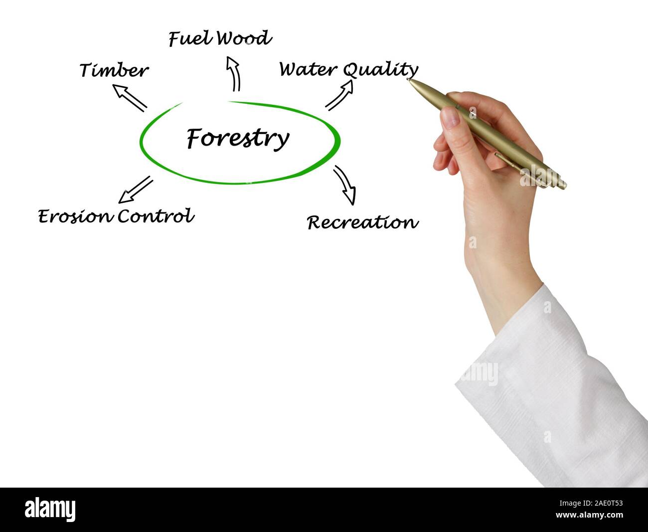 Diagram of Forestry Stock Photo - Alamy