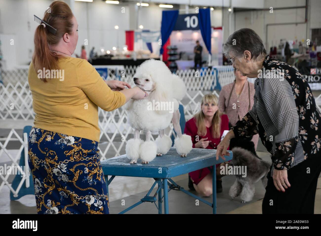 Dallas, USA. 5th Dec, 2019. A judge exams a dog during a contest at a ...