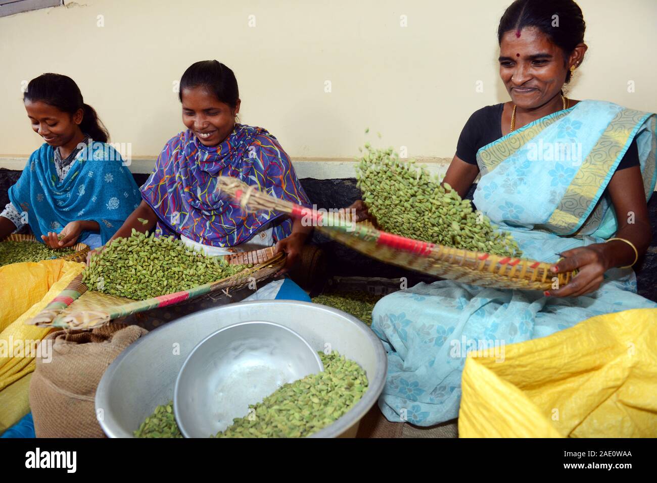 Tamil women sorting cardamom pods at a sorting center near Thekkady ...