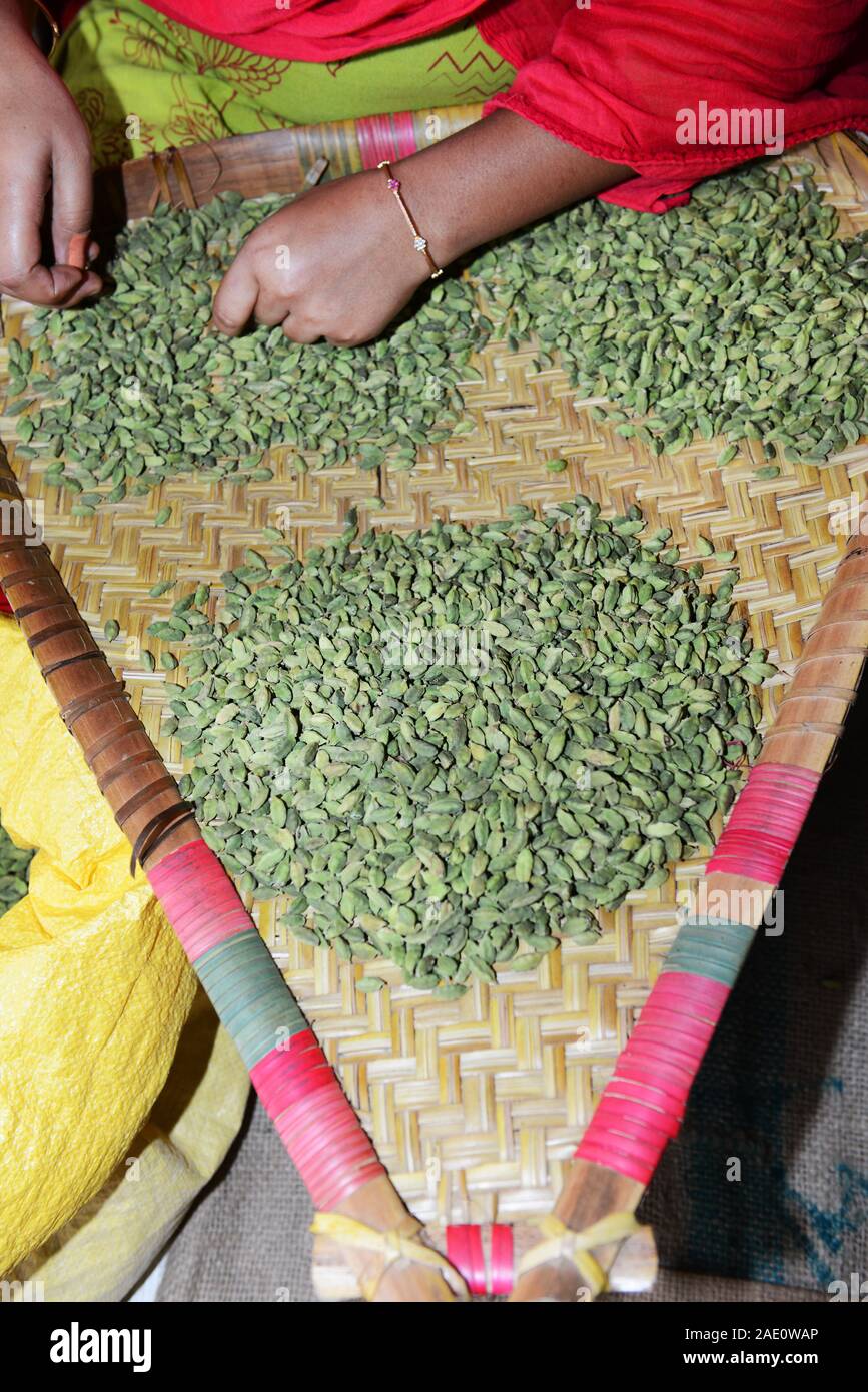 Tamil women sorting cardamom pods at a sorting center near Thekkady ...
