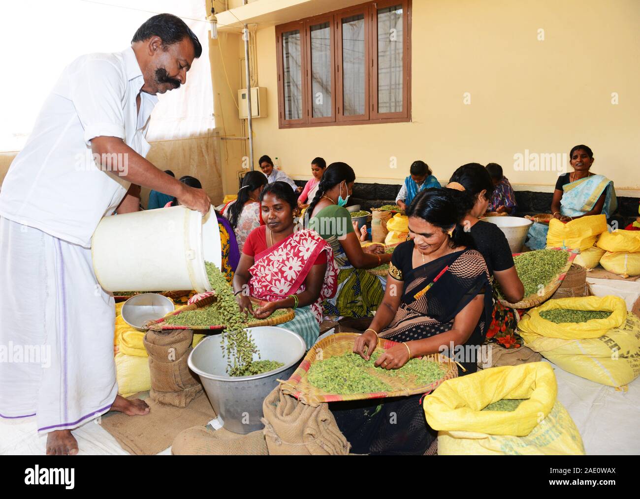 Tamil women sorting cardamom pods at a sorting center near Thekkady ...