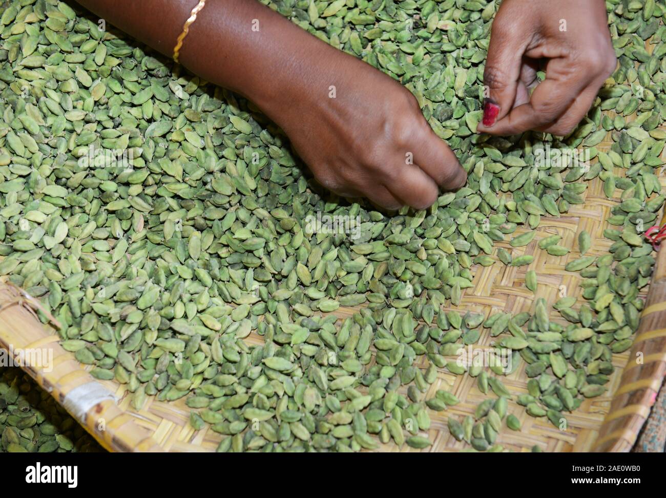 Tamil women sorting cardamom pods at a sorting center near Thekkady ...