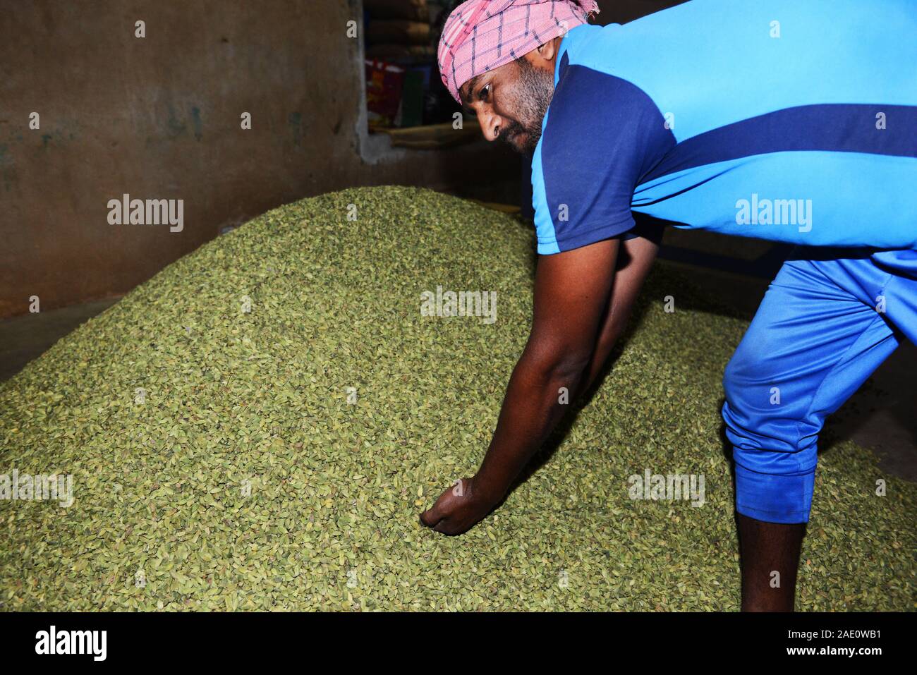 A worker at a Cardamom sorting center in Kerela, India Stock Photo - Alamy