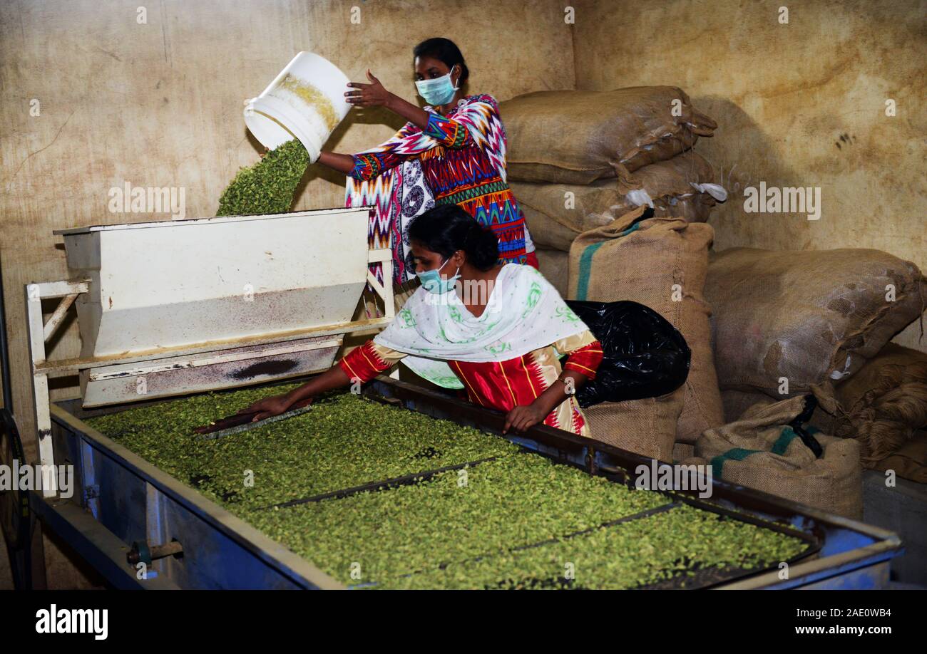 A worker at a Cardamom sorting center in Kerela, India Stock Photo - Alamy
