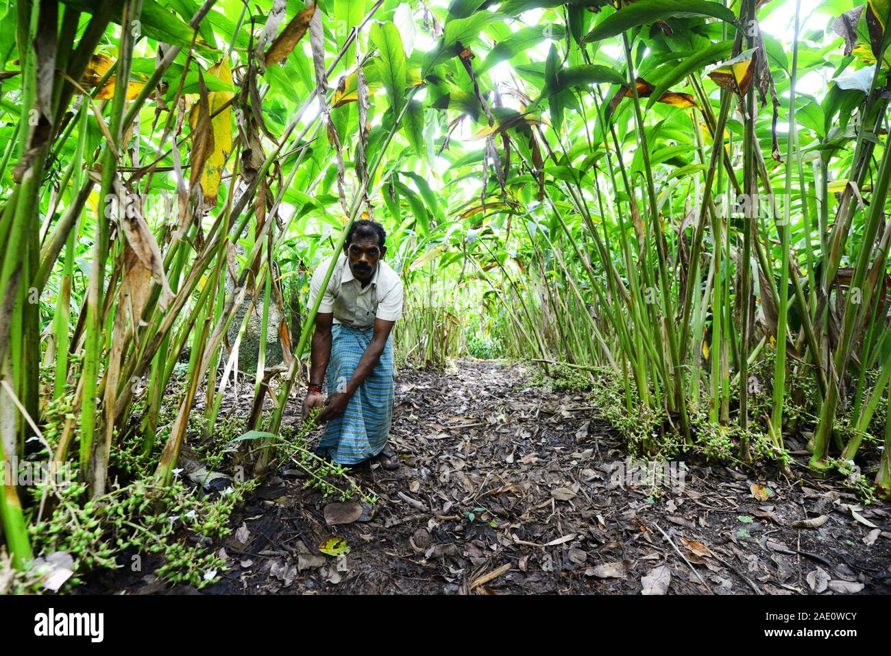 Cardamom hills hi-res stock photography and images - Alamy