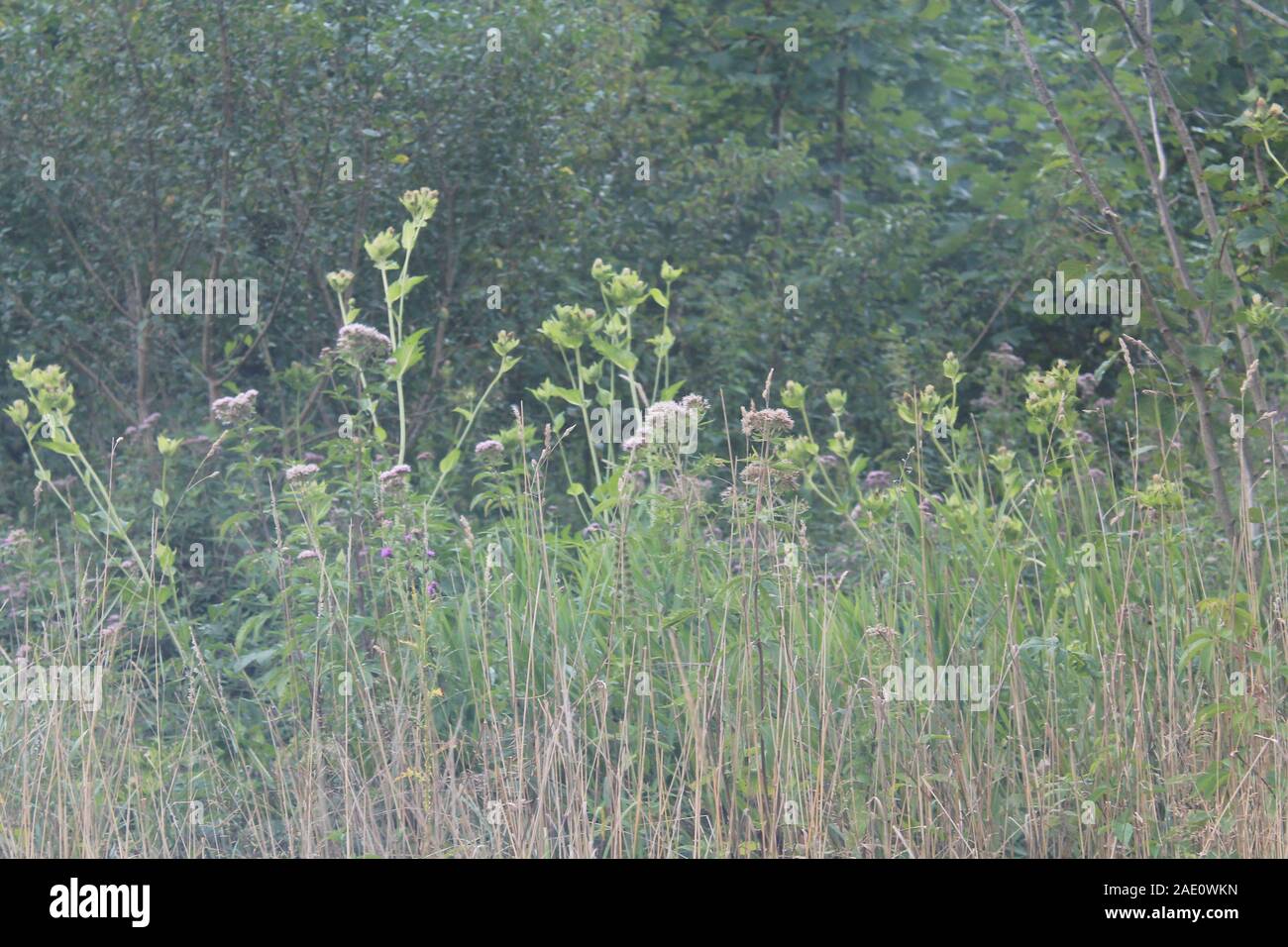 spring and summer time Stock Photo - Alamy