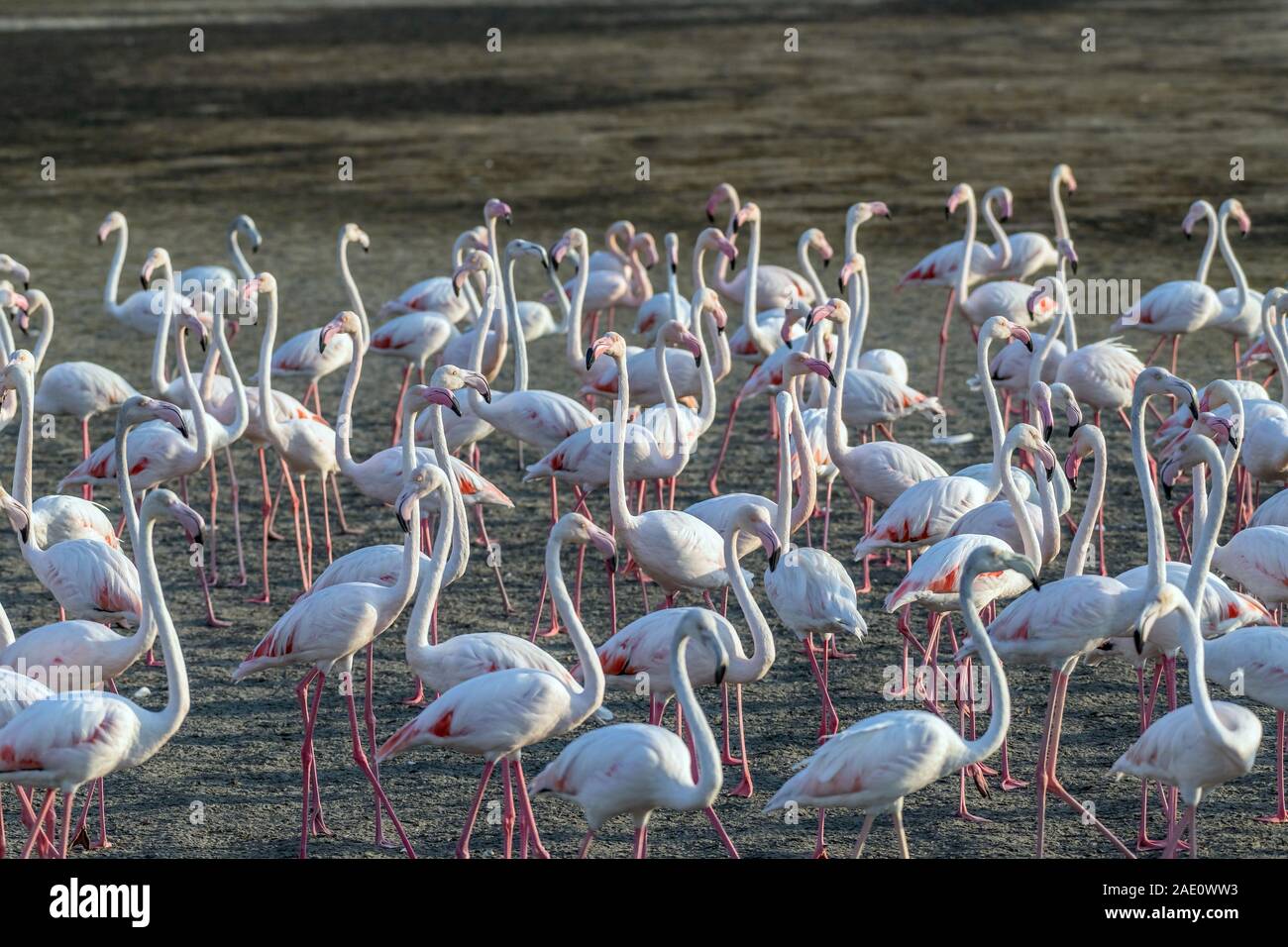 Caribbean pink flamingo at Ras al Khor Wildlife Sanctuary, a wetland ...