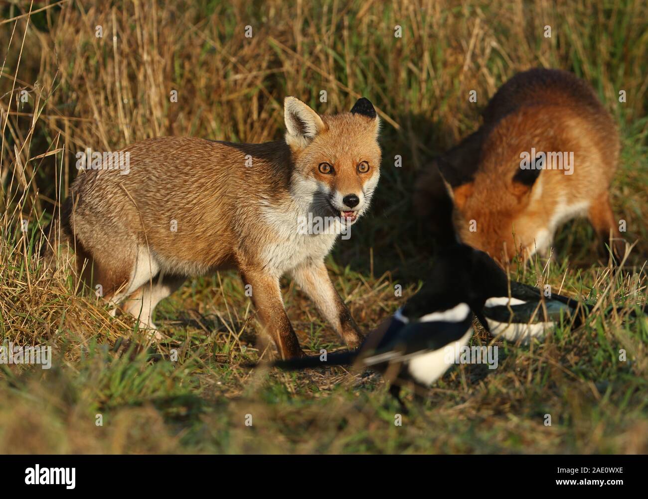 Two magnificent hunting wild Red Foxes, Vulpes vulpes foraging for food in a meadow. They are ...