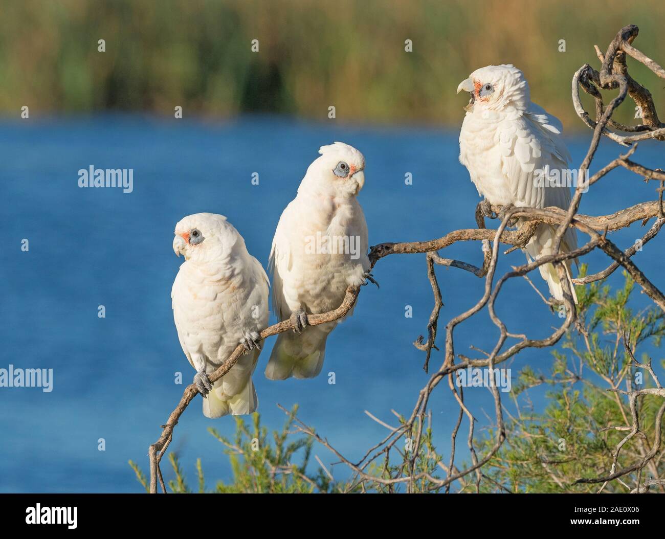 Western corellas hi-res stock photography and images - Alamy