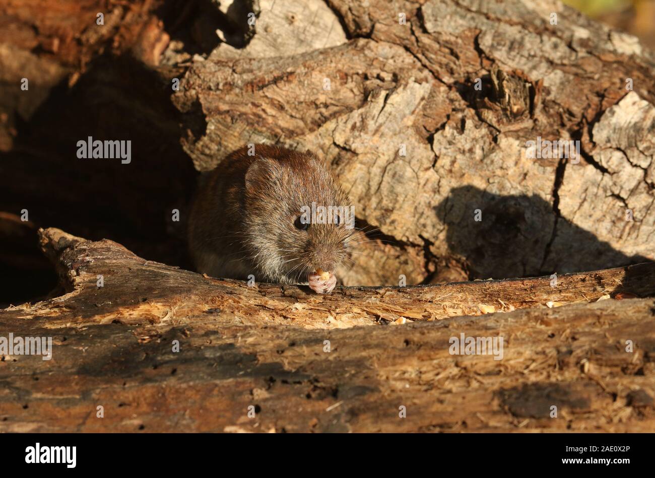 A sweet wild Bank Vole, Myodes glareolus eating a nut that it has found ...