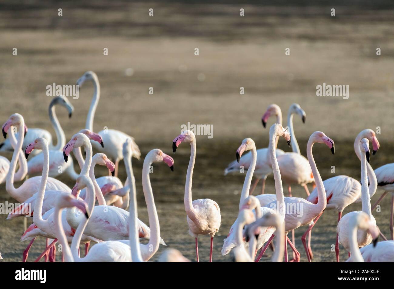 Caribbean pink flamingo at Ras al Khor Wildlife Sanctuary, a wetland ...