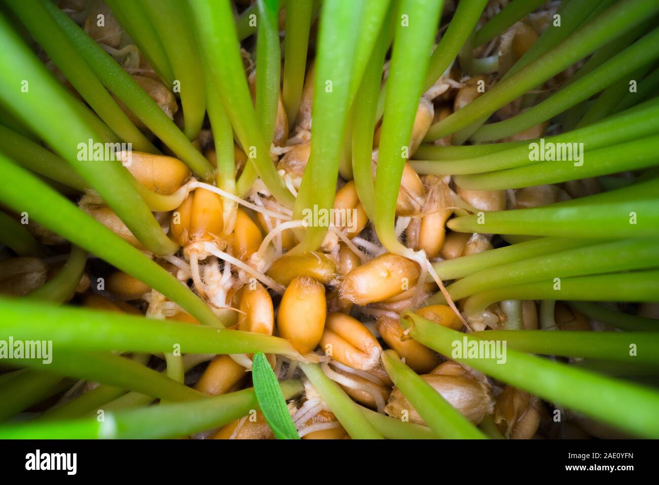 Growing edible grass at home. Green sprouts coming out of seeds in ...