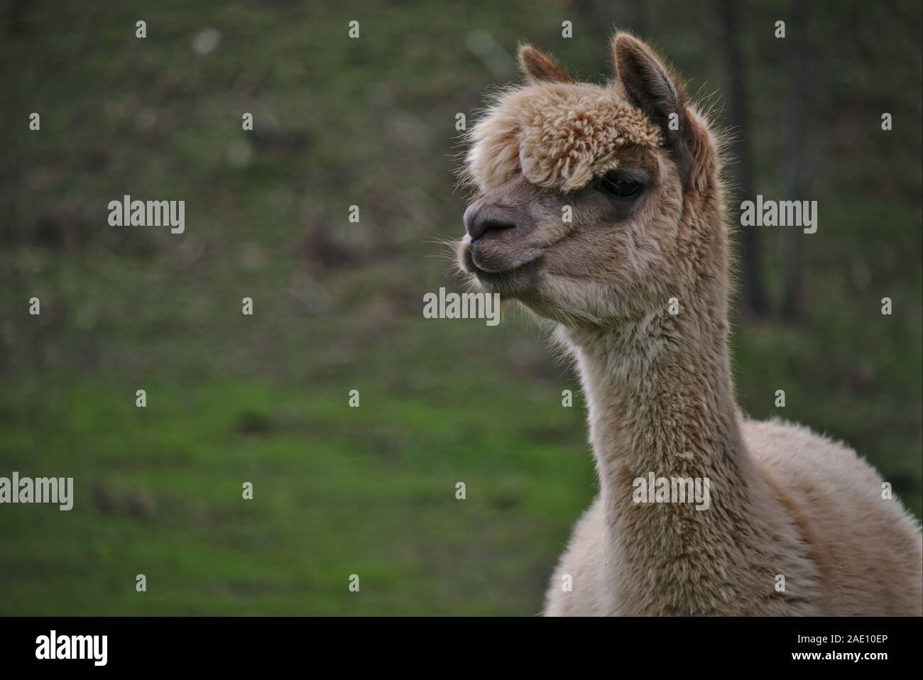 Looking left of camera hi-res stock photography and images - Alamy