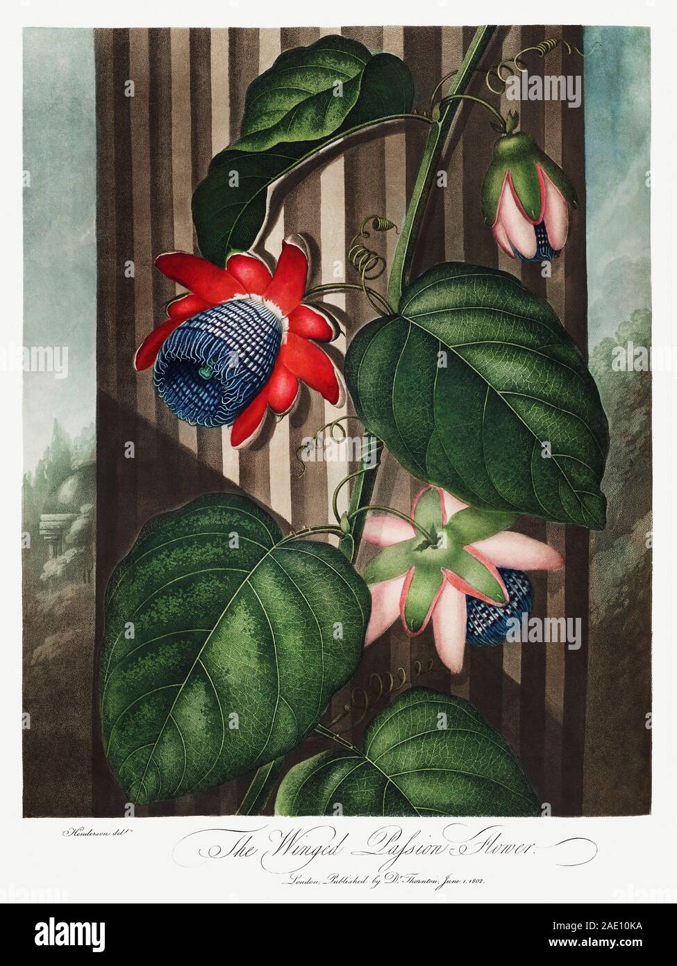 Winged passion flower hi-res stock photography and images - Alamy