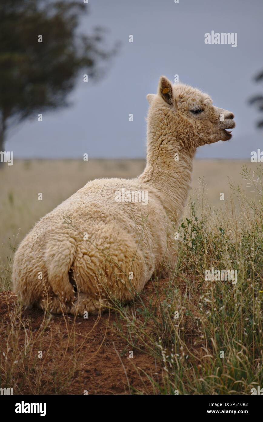 Keeping alpaca hi-res stock photography and images - Alamy