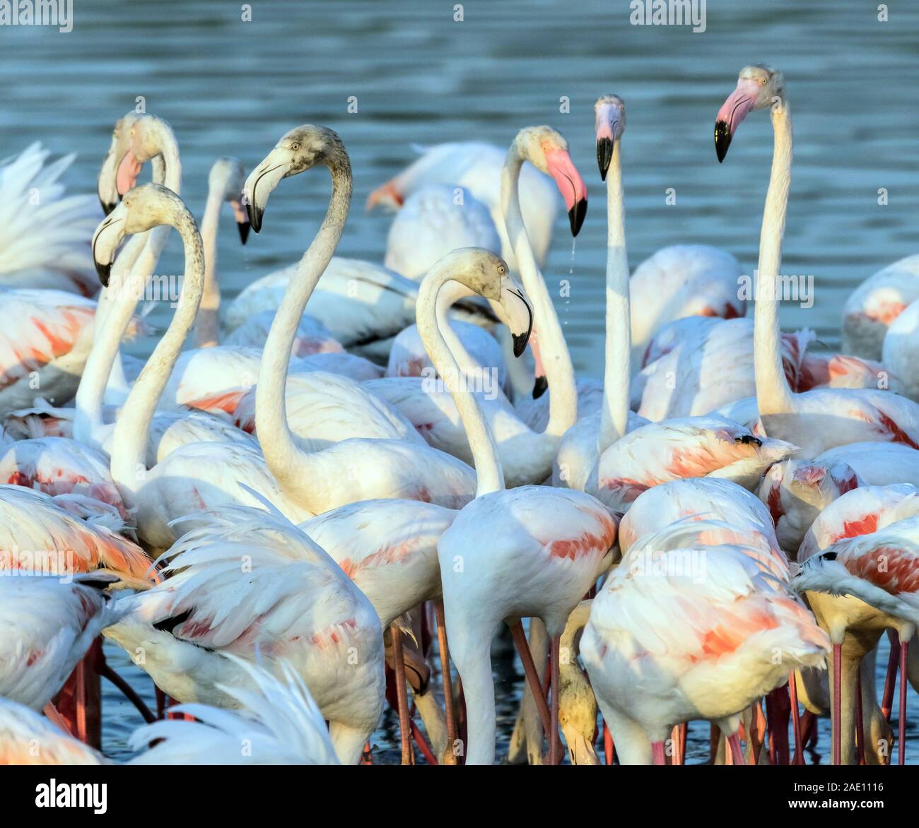 Caribbean pink flamingo at Ras al Khor Wildlife Sanctuary, a wetland ...