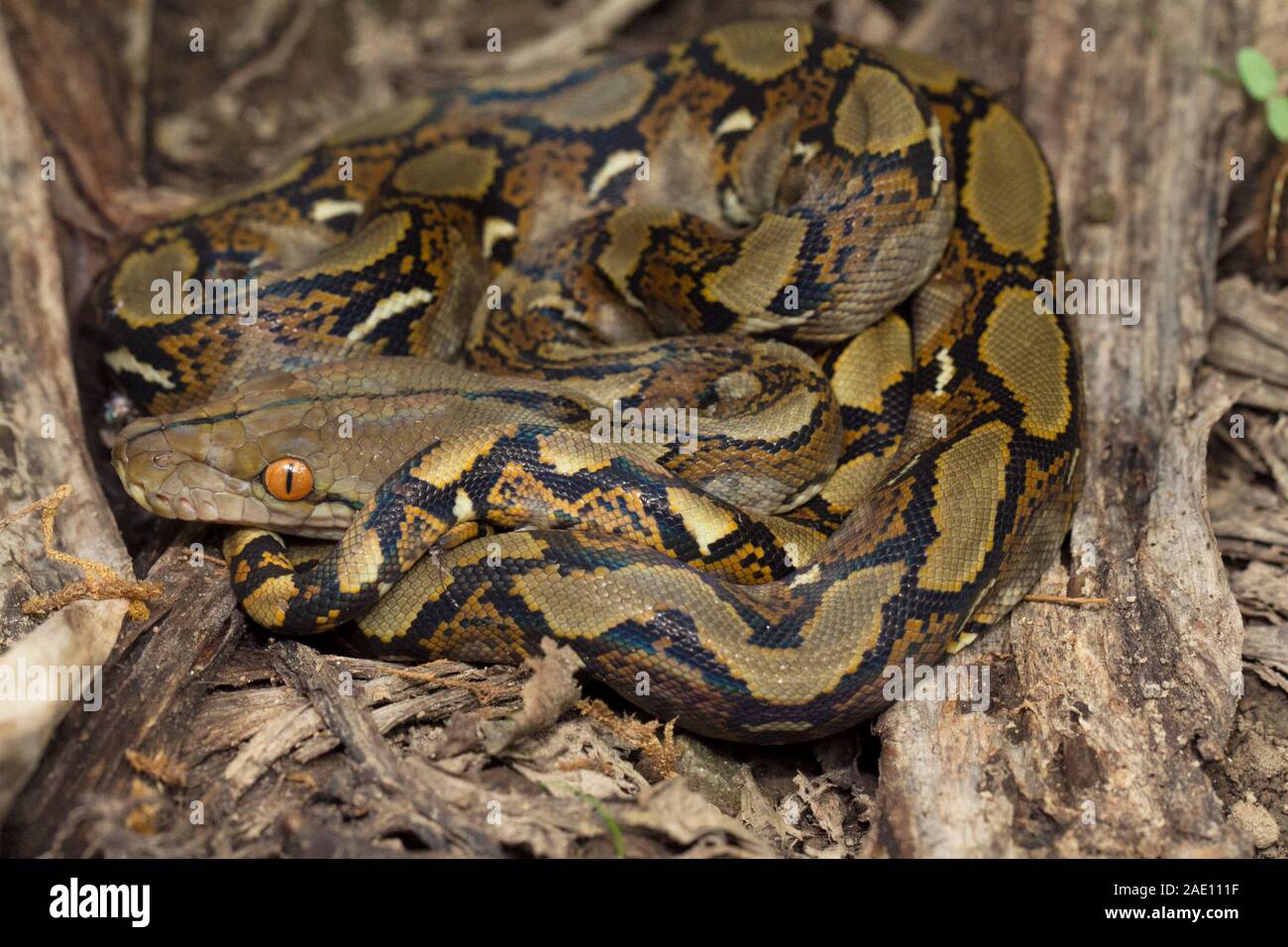 Reticulated Python Baby