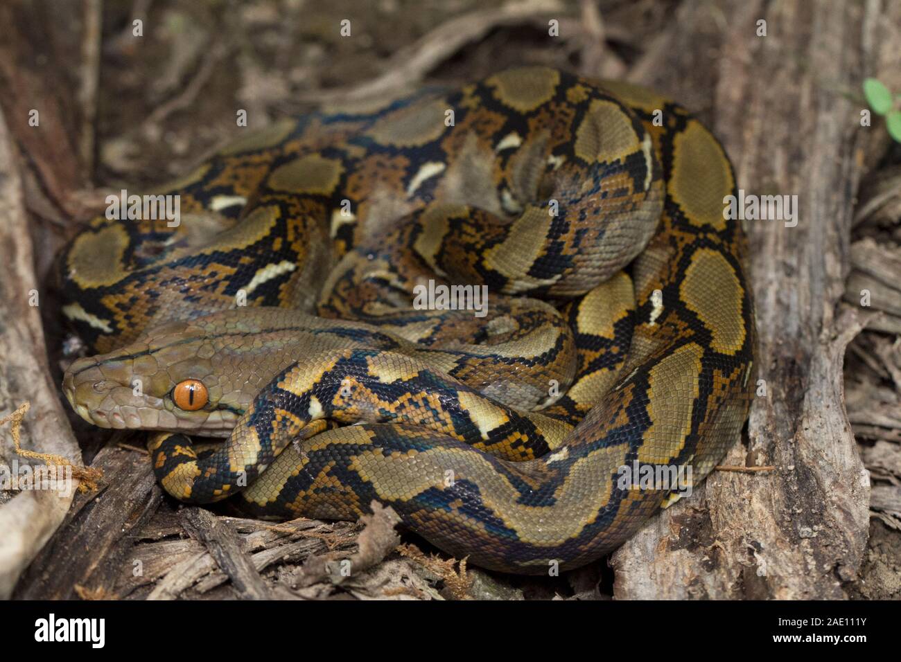 Reticulated python tree hi-res stock photography and images - Alamy