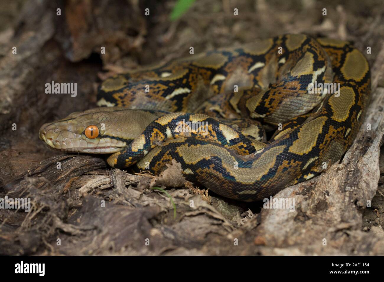 Baby Reticulated Python