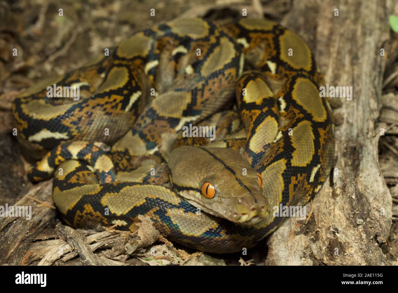 Reticulated python striking hi-res stock photography and images - Alamy