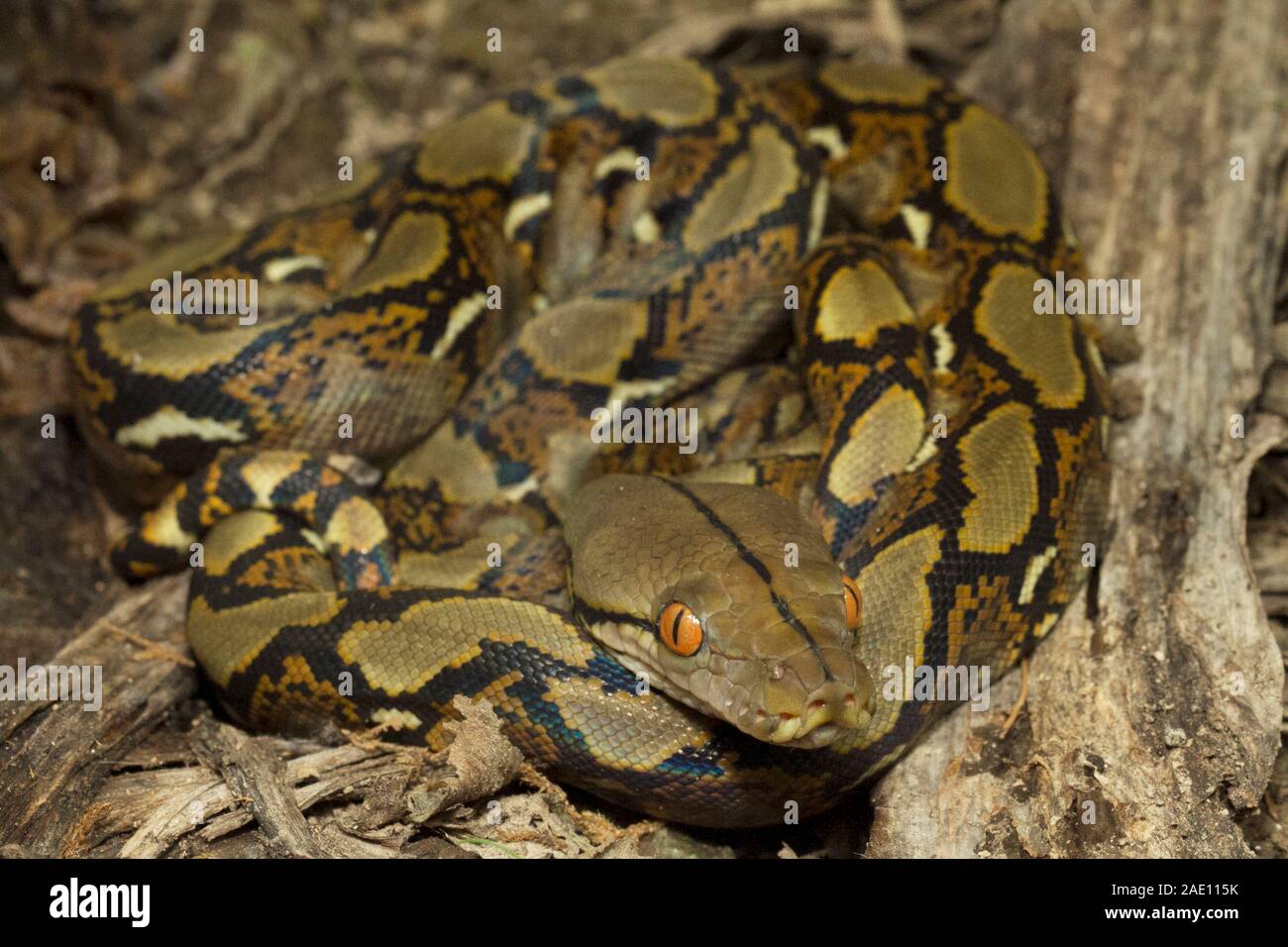 Reticulated python bali hi-res stock photography and images - Alamy