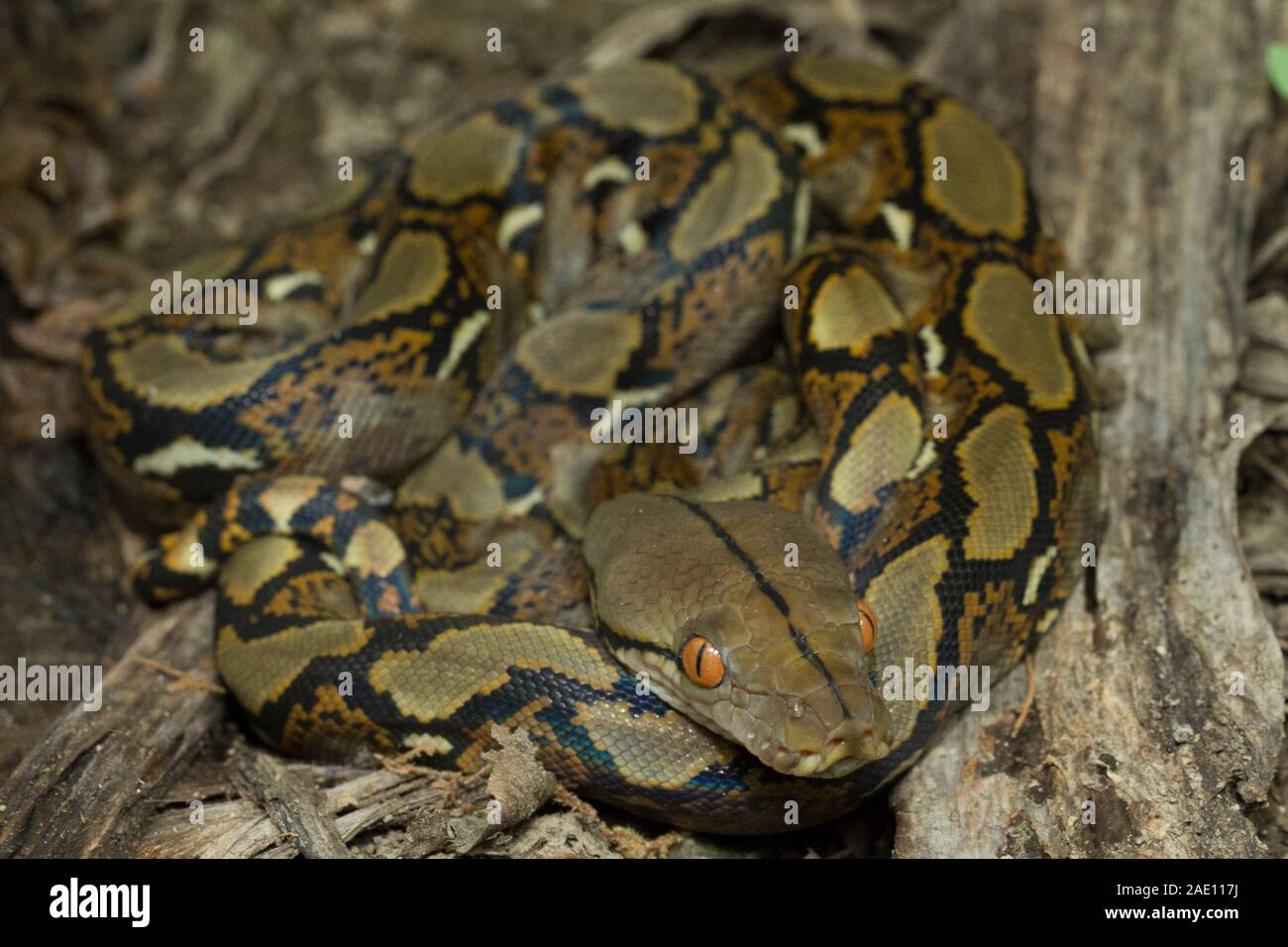 Baby Reticulated Python (Python reticulatus) Bali locality in Indonesia ...