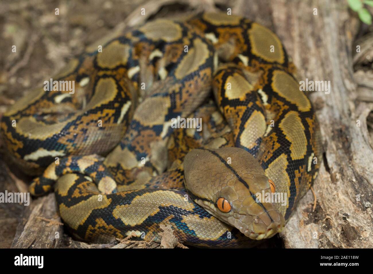 Baby Reticulated Python (Python reticulatus) Bali locality in Indonesia ...