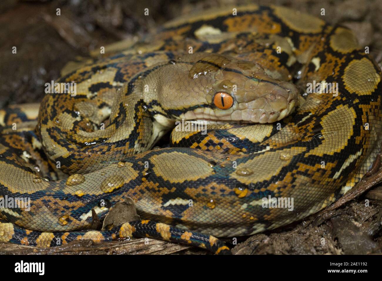 Baby Reticulated Python (Python reticulatus) Bali locality in Indonesia ...