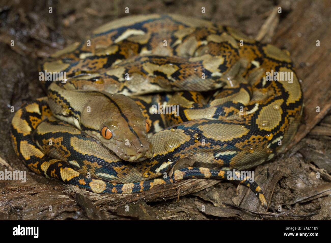 Baby Reticulated Python (Python reticulatus) Bali locality in Indonesia ...