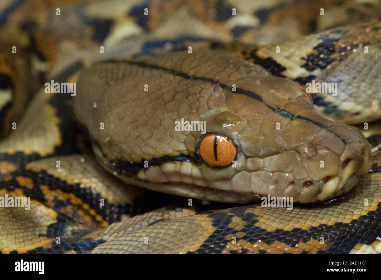 Reticulated python tree hi-res stock photography and images - Alamy
