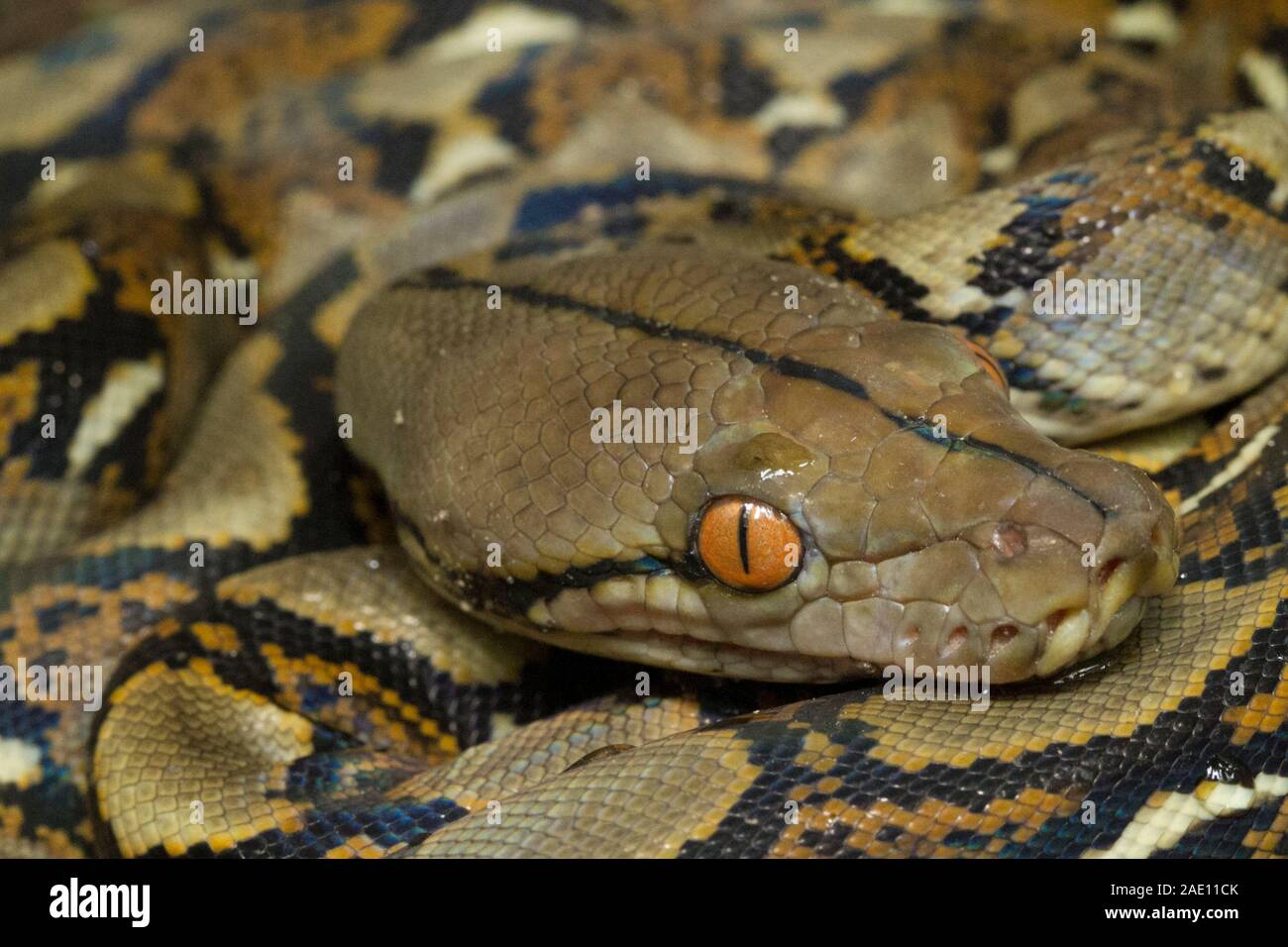 Reticulated python striking hi-res stock photography and images - Alamy