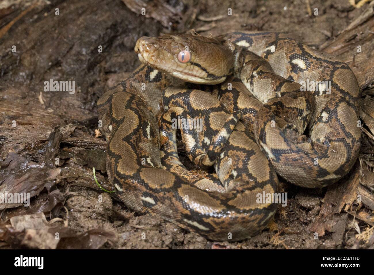 Baby Reticulated Python (Python reticulatus) Bali locality in Indonesia ...