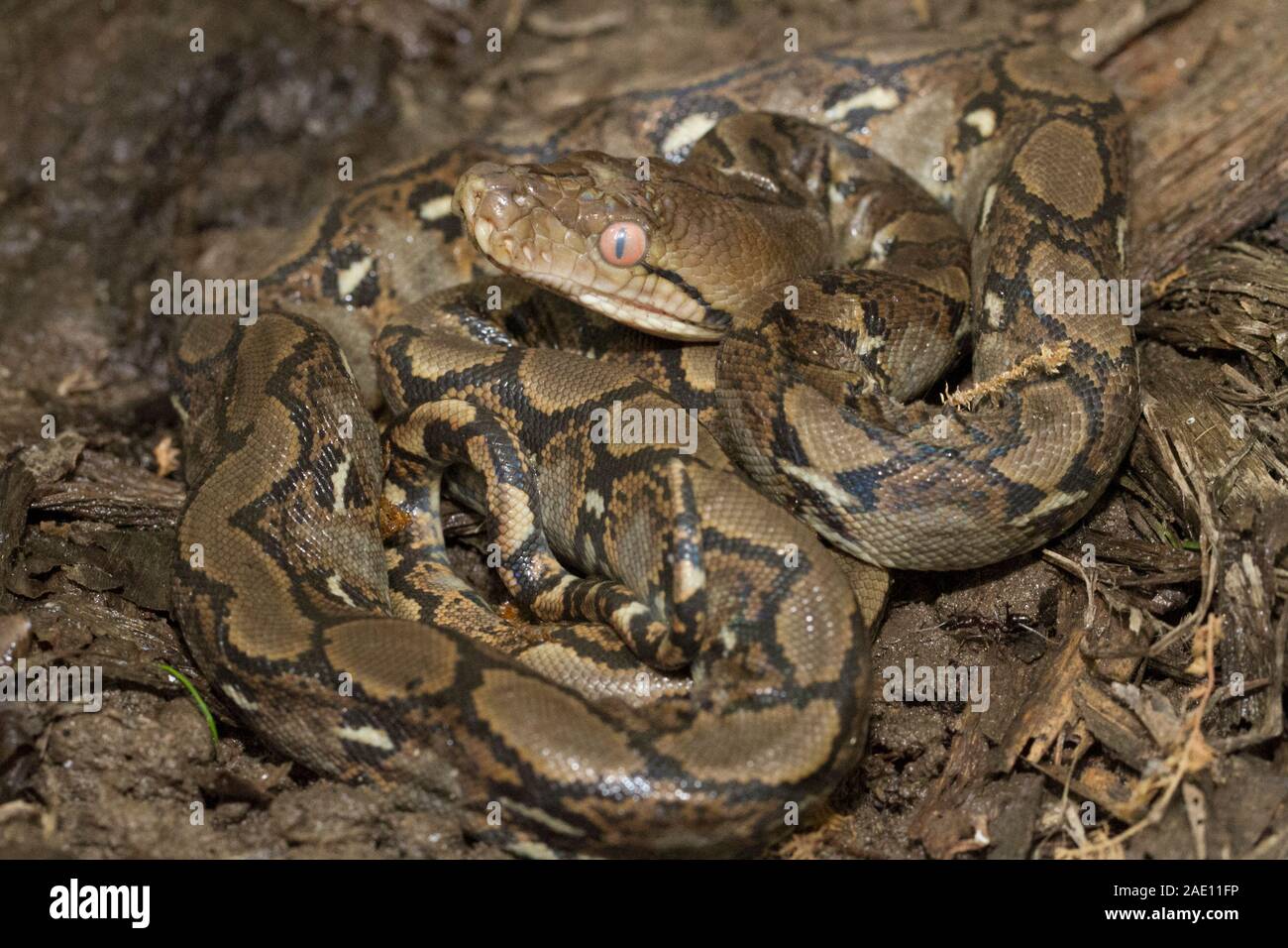 Baby Reticulated Python (Python reticulatus) Bali locality in Indonesia ...