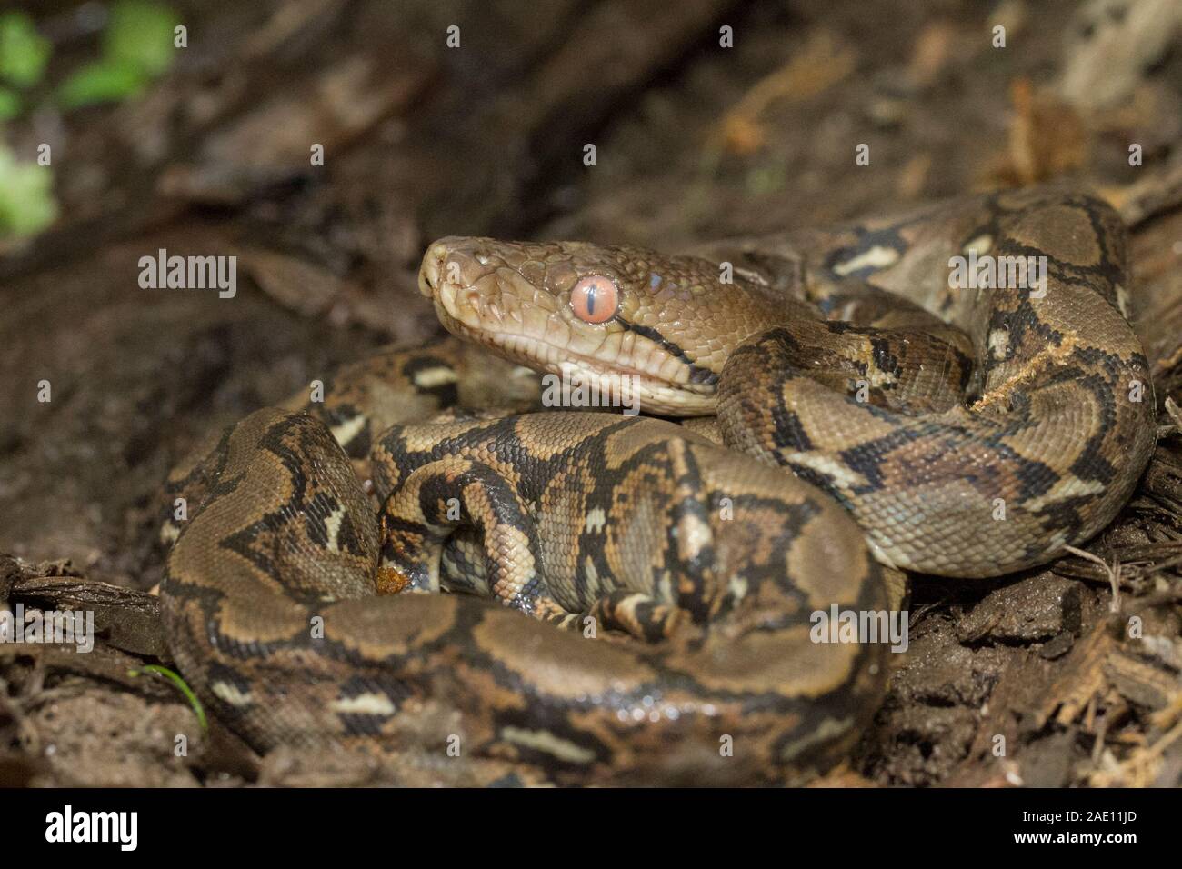 Baby Reticulated Python (Python reticulatus) Bali locality in Indonesia ...