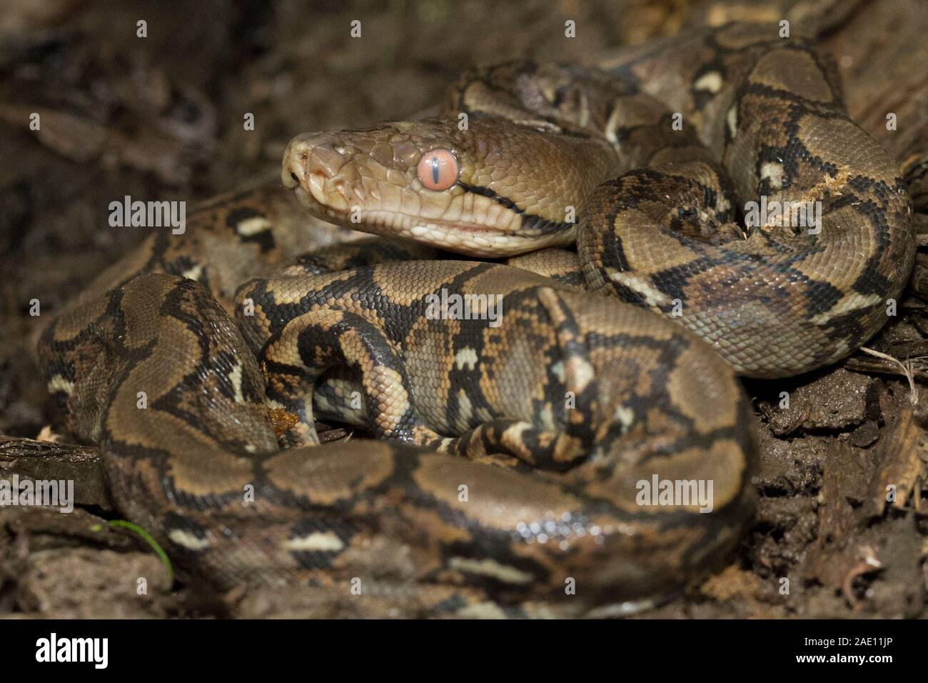 Reticulated python striking hi-res stock photography and images - Alamy
