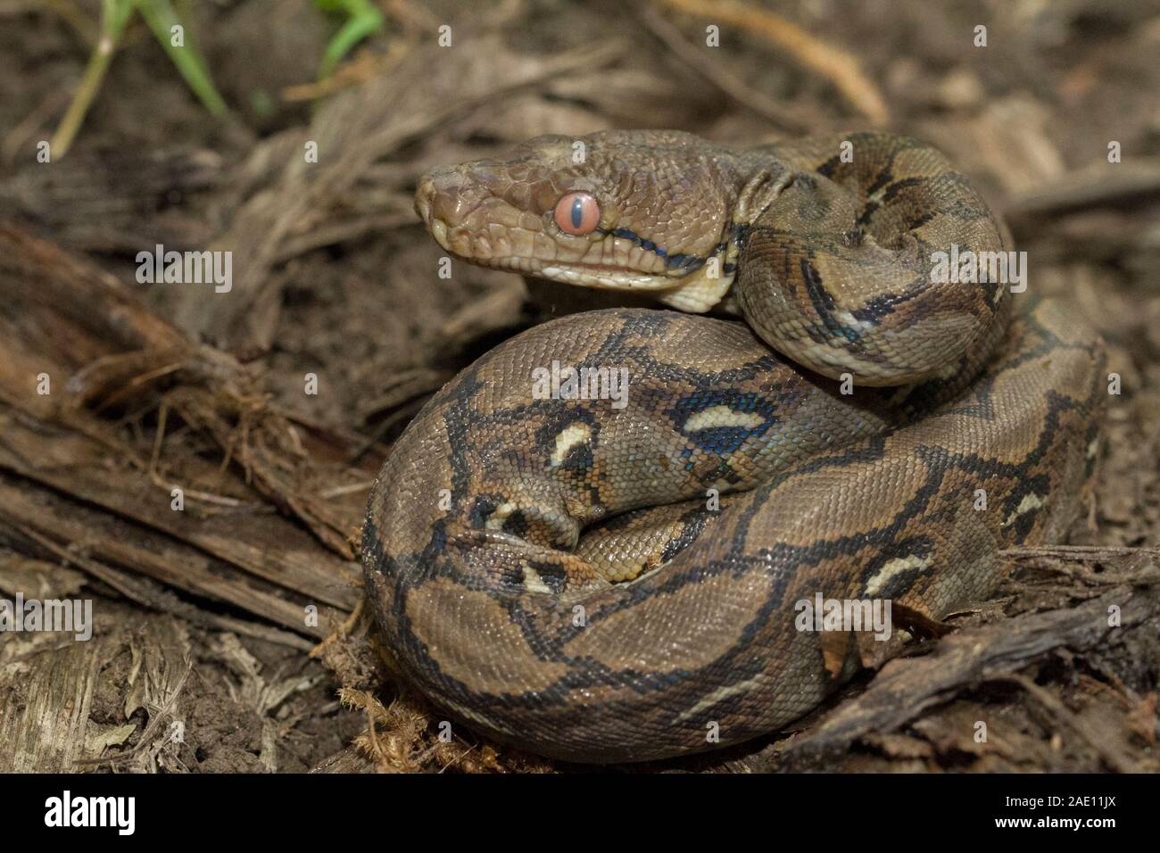 Baby Reticulated Python (Python reticulatus) Bali locality in Indonesia ...