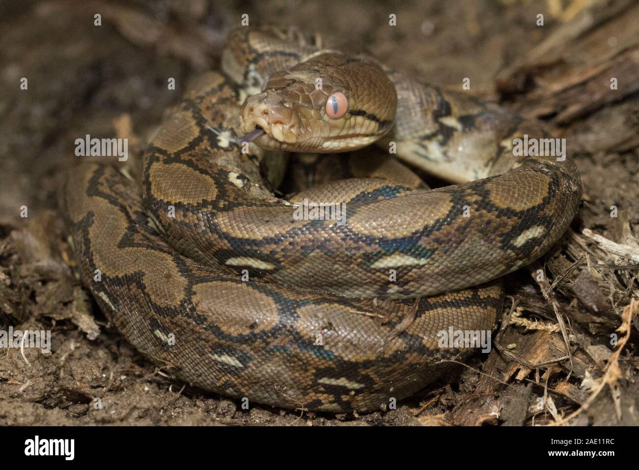 Reticulated python striking hi-res stock photography and images - Alamy