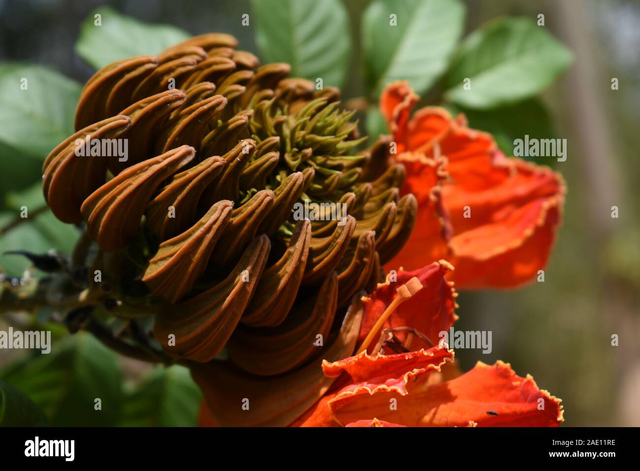 African poomaram hi-res stock photography and images - Alamy