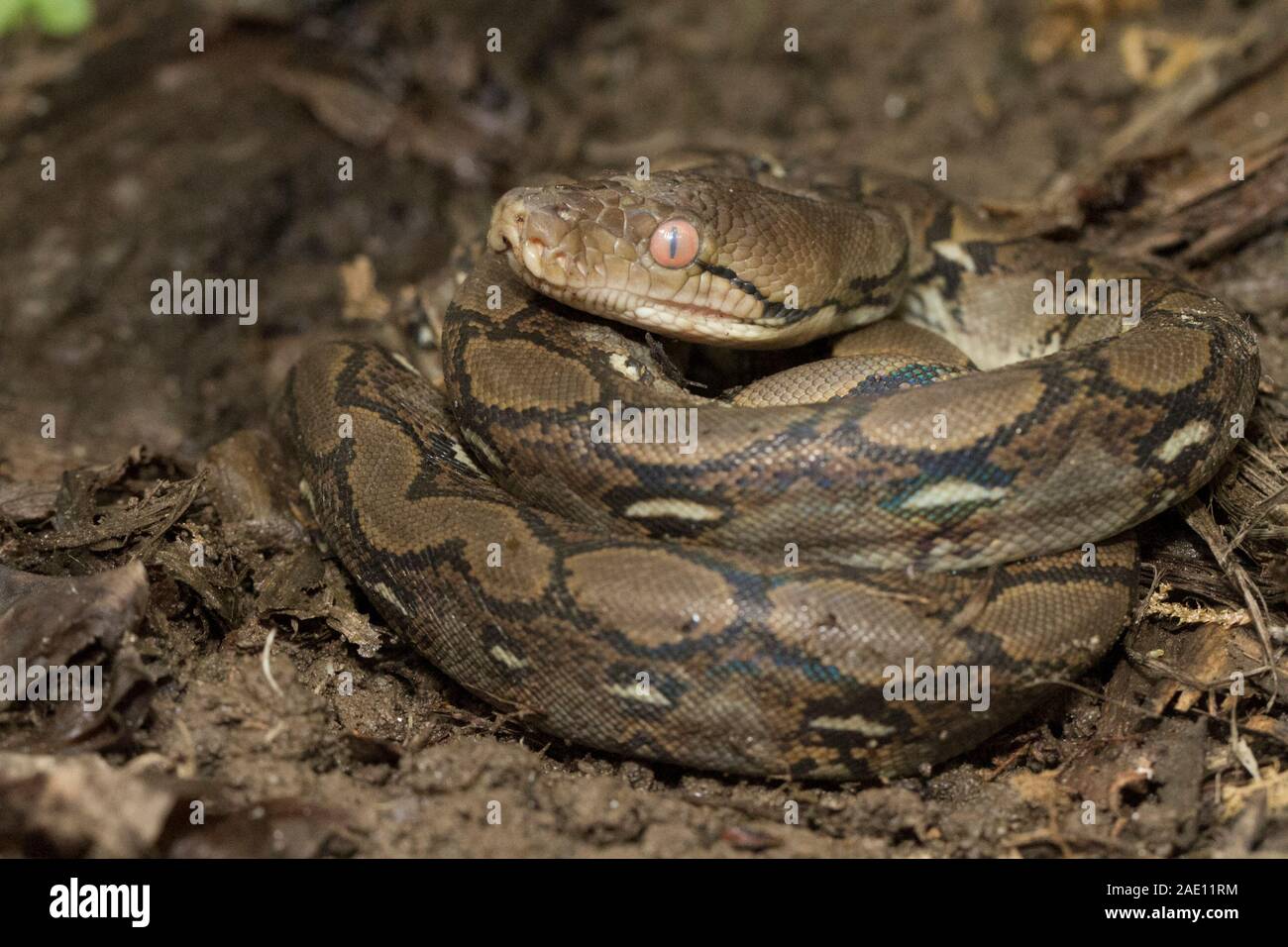 Baby Reticulated Python (Python reticulatus) Bali locality in Indonesia ...