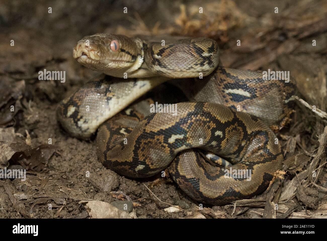 Reticulated python striking hi-res stock photography and images - Alamy