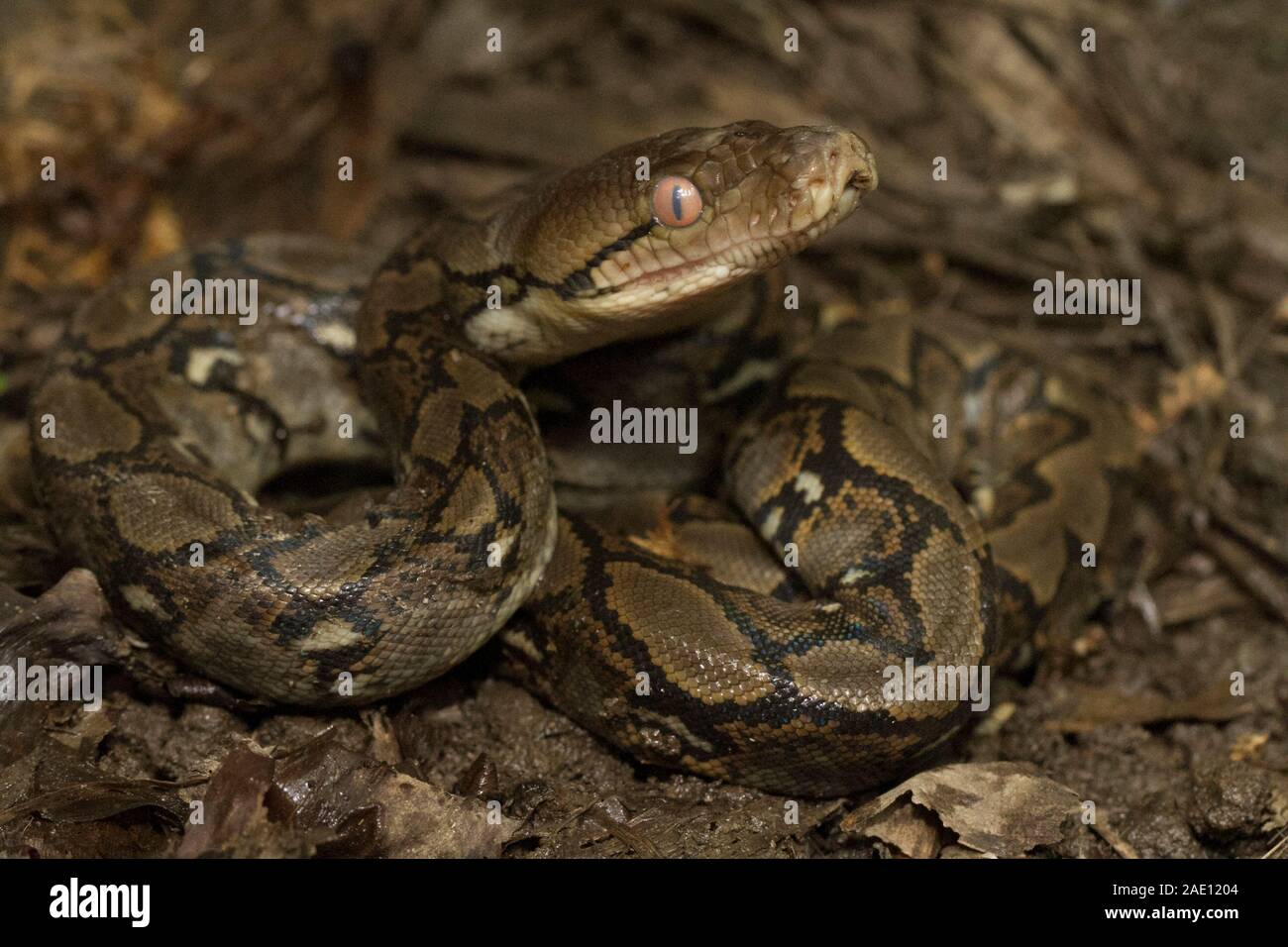 Reticulated python striking hi-res stock photography and images - Alamy