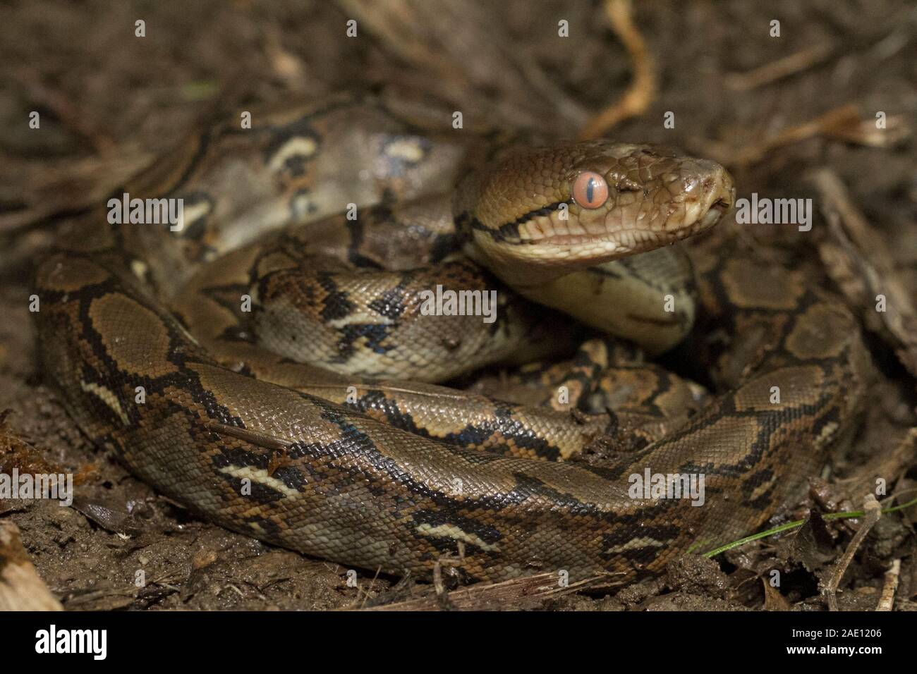 Baby Reticulated Python (Python reticulatus) Bali locality in Indonesia ...
